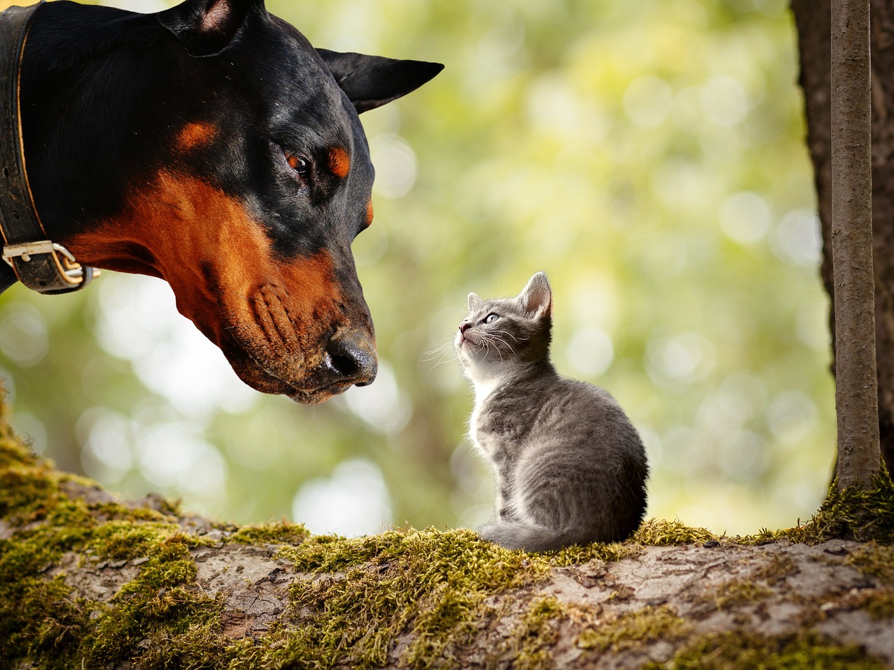 Hund und Katze | Harmonisches Zusammenleben der Fellnasen